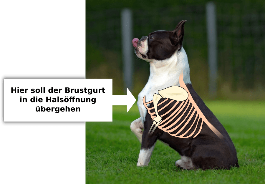 Das optimale Hundegeschirr: Auf was Du achten musst | HundeFunde