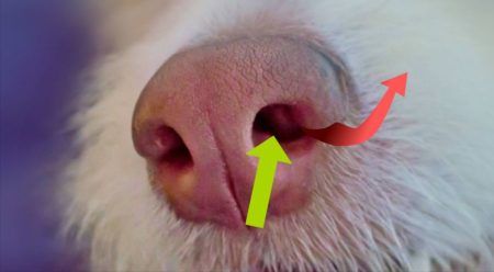 Wie toll Hunde riechen können: Die Anatomie des Geruchssinns | HundeFunde