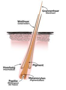 Rund um's Hundefell: Haarwachstum, Haarzyklus und Haartypen | HundeFunde