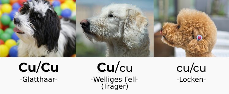 Haartextur beim Hund: Locken, Furnishings, Drahthaar | HundeFunde