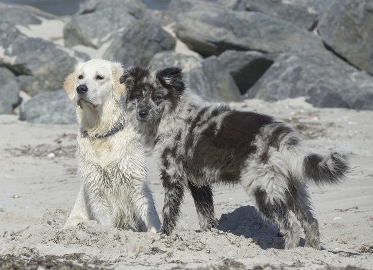 Der M-Lokus: Merle beim Hund | HundeFunde