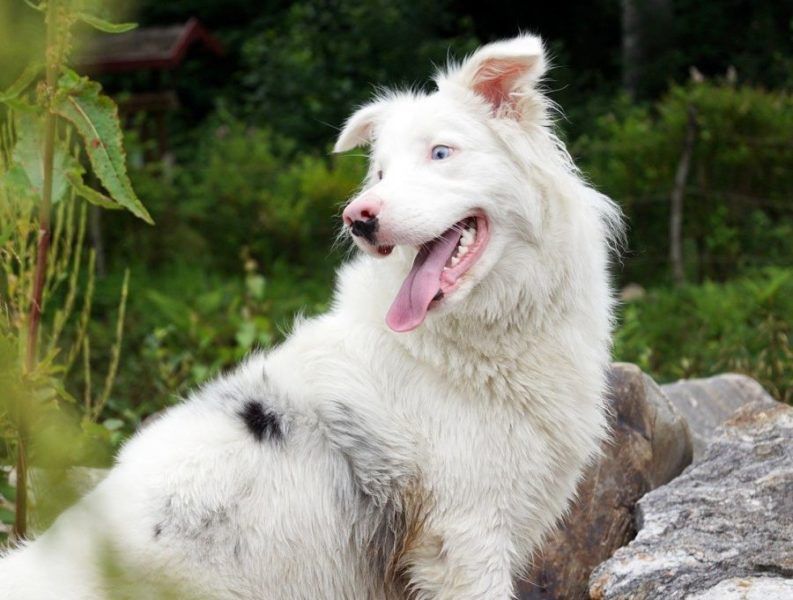 Der M-Lokus: Merle beim Hund | HundeFunde