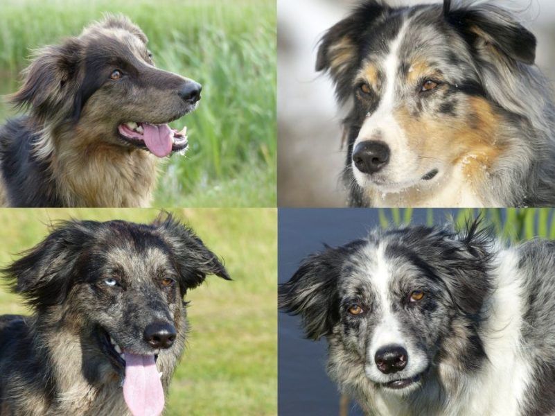 Der M-Lokus: Merle beim Hund | HundeFunde