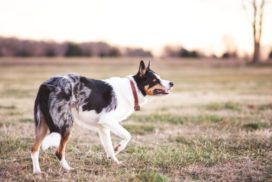 Der M-Lokus: Merle beim Hund | HundeFunde