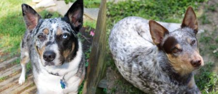 Der M-Lokus: Merle beim Hund | HundeFunde