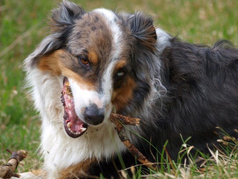 Der M-Lokus: Merle beim Hund | HundeFunde