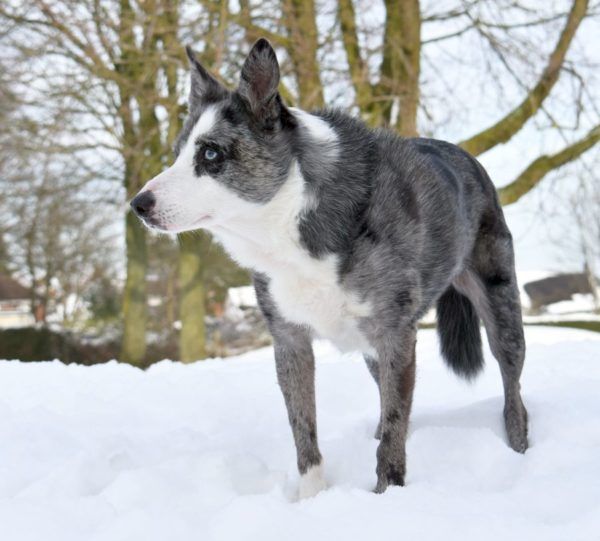 Der M-Lokus: Merle beim Hund | HundeFunde