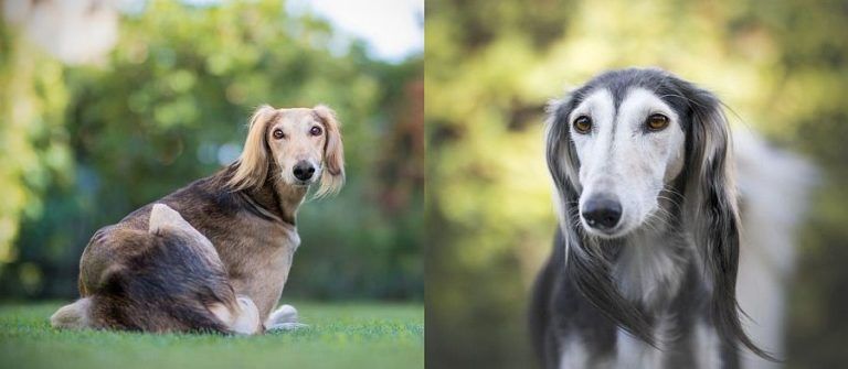 Grizzle, Domino, Cocker-Sable beim Hund | HundeFunde