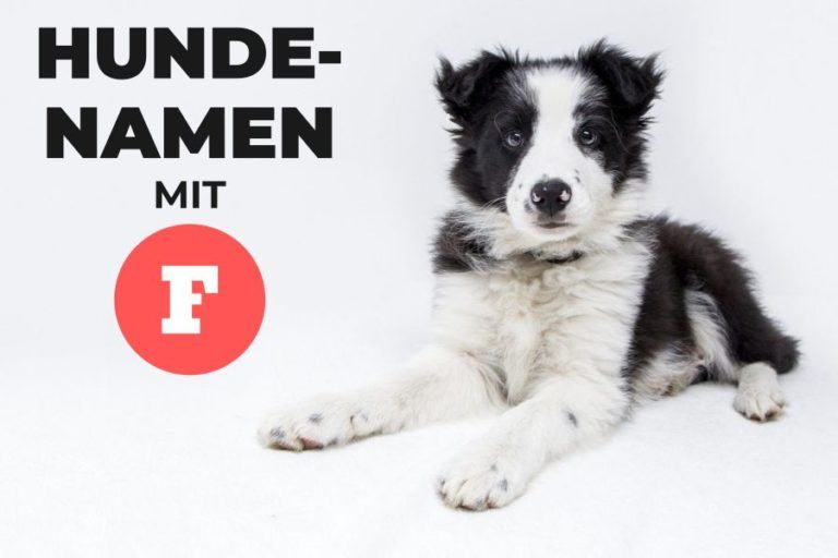 Männliche Hundenamen Mit F