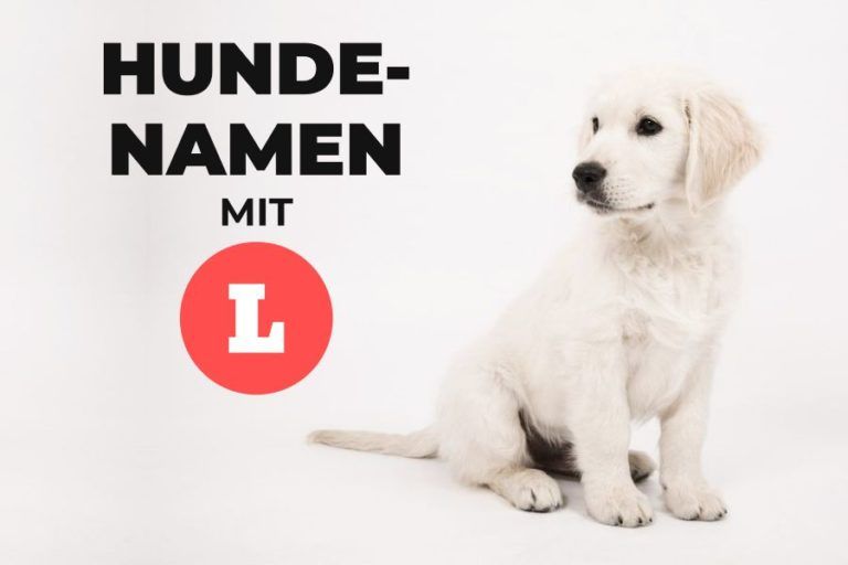 Fabelhafte Hundename Mit L Mannlich Bilder