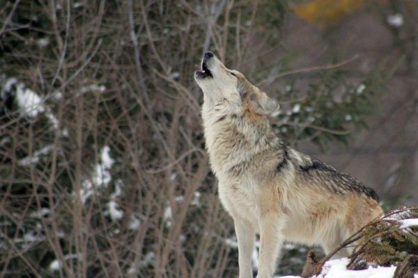 Wolf und Hund im Vergleich: Welche Unterschiede gibt es? | HundeFunde Wolf und Hund im Vergleich: Welche Unterschiede gibt es? | HundeFunde