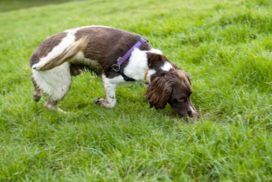 Warum wedeln Hunde mit der Rute? | HundeFunde