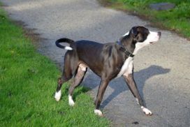 Warum wedeln Hunde mit der Rute? | HundeFunde