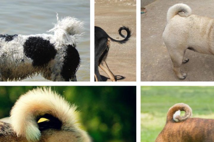 Hunde ohne Rute: 25 Hunderassen mit Stummelrute (NBT) | HundeFunde