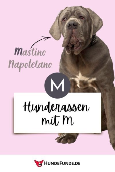 21 Hunderassen mit M | HundeFunde