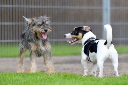 21 Hunde mit Ringelrute [Liste mit Bild] | HundeFunde