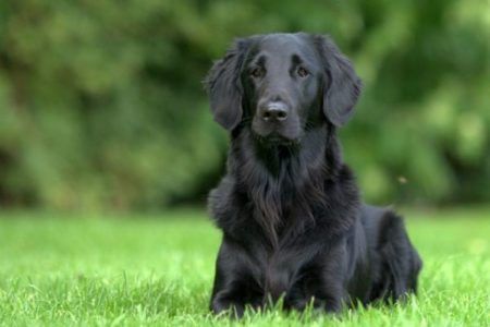 21 schwarze Hunderassen [Liste mit Bild] | HundeFunde