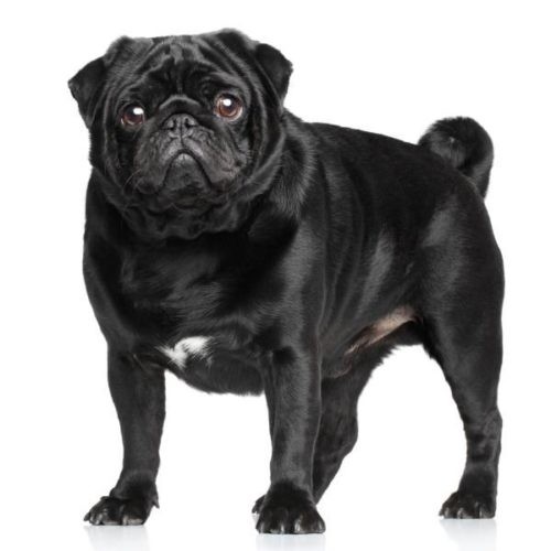 33 schwarze Hunderassen [Liste mit Bild] | HundeFunde