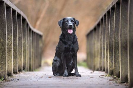 21 schwarze Hunderassen [Liste mit Bild] | HundeFunde
