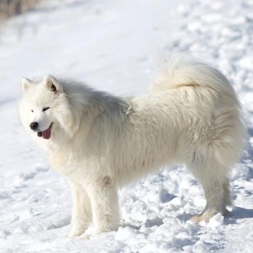 21 Hunde mit Ringelrute [Liste mit Bild] | HundeFunde