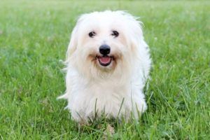 Weiße Hunde: 27 Hunderassen mit weißem Fell [Liste mit Bildern ...