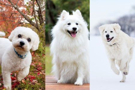 Weiße Hunde: 33 Hunderassen mit weißem Fell | HundeFunde