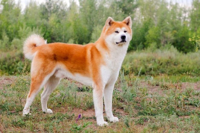 27 Hunde mit Locken [Liste mit Bildern] | HundeFunde