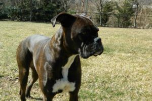 Boxer-Farben erklärt | HundeFunde