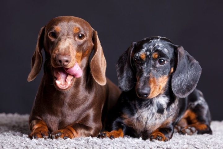 Dackel-Farben erklärt | HundeFunde