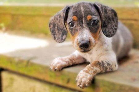 Dackel-Farben erklärt | HundeFunde