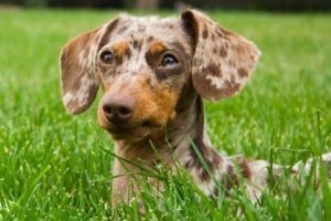 Dackel-Farben erklärt | HundeFunde