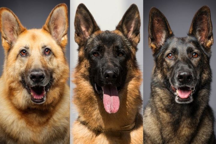 Deutscher Schäferhund-Farben erklärt | HundeFunde