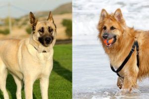 Deutscher Schäferhund-Farben erklärt | HundeFunde