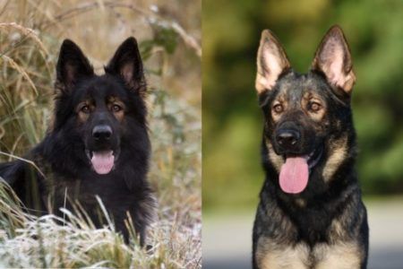 Deutscher Schäferhund-Farben erklärt | HundeFunde