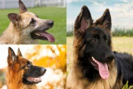 Deutscher Schäferhund-Farben erklärt | HundeFunde