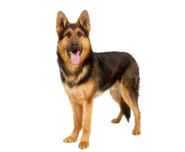 Deutscher Schäferhund-Farben erklärt | HundeFunde