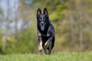 Deutscher Schäferhund-Farben erklärt | HundeFunde