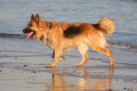 Deutscher Schäferhund-Farben erklärt | HundeFunde