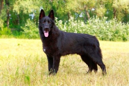 Deutscher Schäferhund-Farben erklärt | HundeFunde