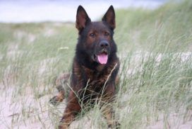 Deutscher Schäferhund-Farben erklärt | HundeFunde