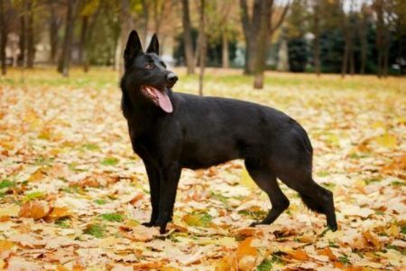 Deutscher Schäferhund-Farben erklärt | HundeFunde