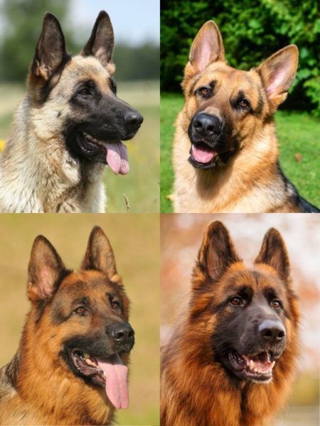 Deutscher Schäferhund-Farben erklärt | HundeFunde