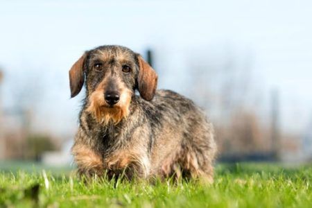 Dackel-Farben erklärt | HundeFunde