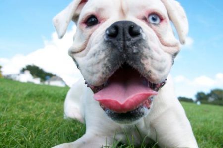 Boxer-Farben erklärt | HundeFunde