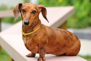 Dackel-Farben erklärt | HundeFunde