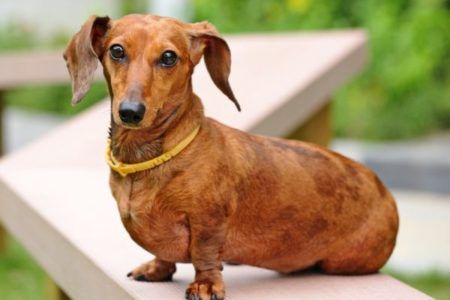 Dackel-Farben erklärt | HundeFunde