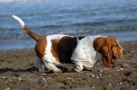 Basset Hound | HundeFunde