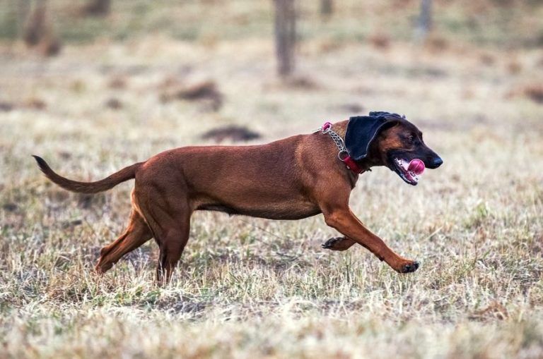 Bayerischer Gebirgsschweißhund | HundeFunde