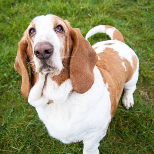 65 britische Hunderassen: Die Hunde Großbritanniens | HundeFunde