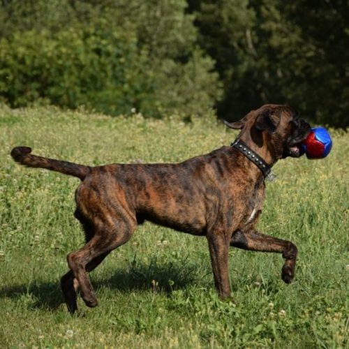 36 gestromte Hunderassen [Liste mit Bild] | HundeFunde